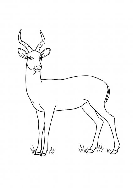 Antelope coloring pages