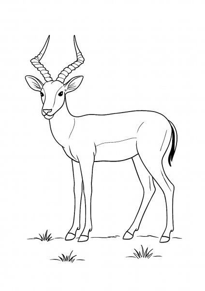 Antelope coloring pages