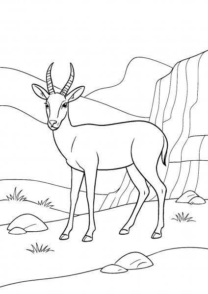 Antelope coloring pages