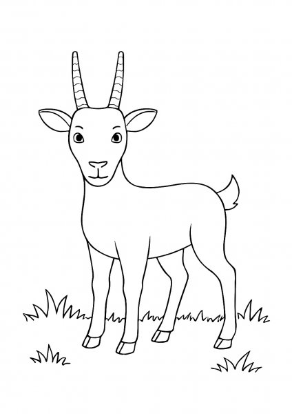 Antelope coloring pages
