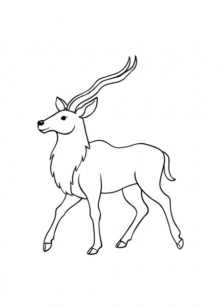 Antelope coloring pages