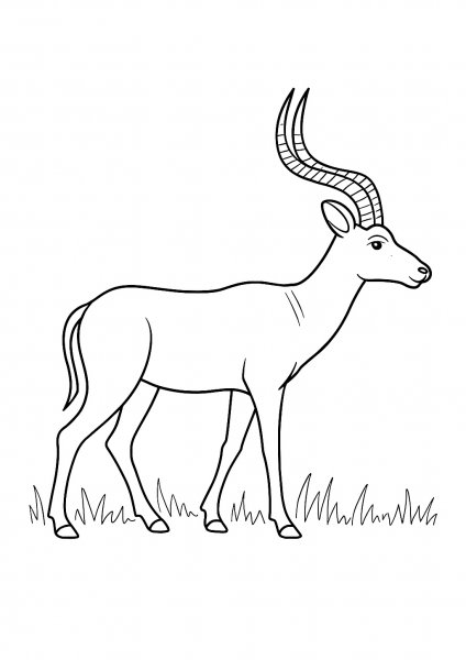 Antelope coloring pages
