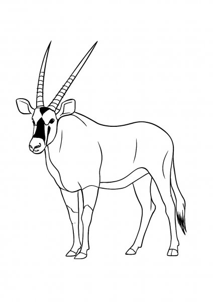 Antelope coloring pages