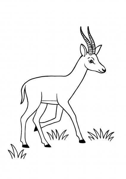 Antelope coloring pages