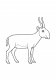 Antelope coloring pages
