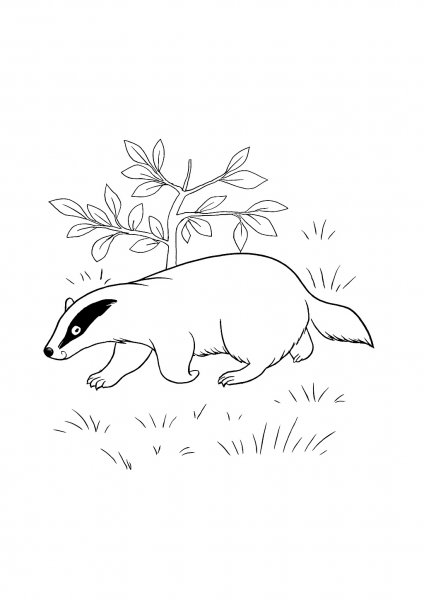 Badger coloring pages