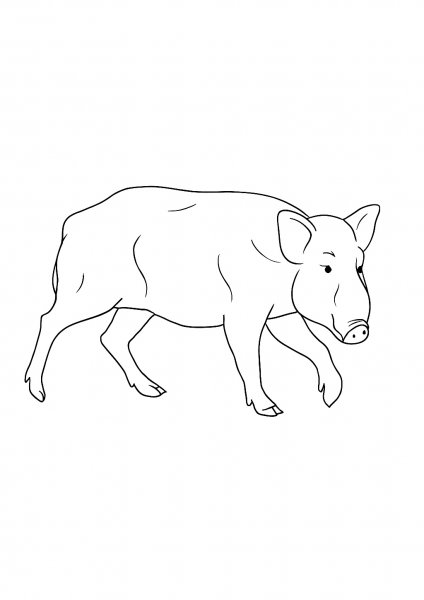 Boar coloring pages