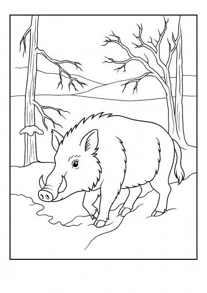 Boar coloring pages