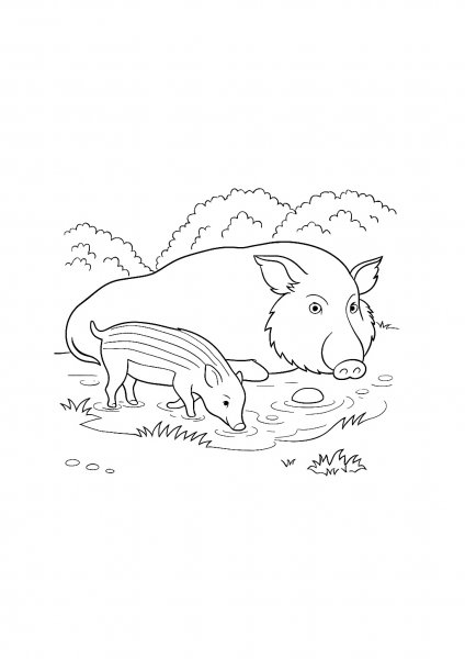 Boar coloring pages