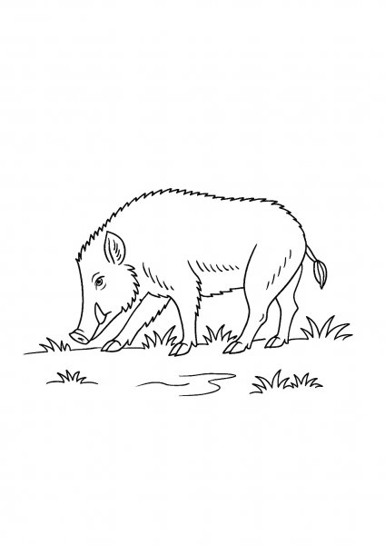 Boar coloring pages