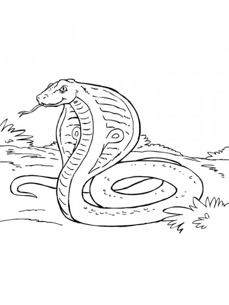 Cobra coloring pages