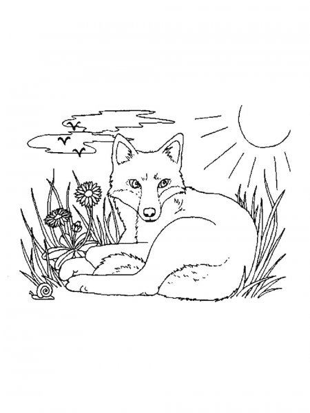 Fox coloring pages