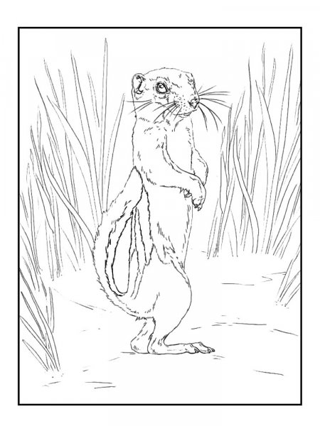 Gopher coloring pages