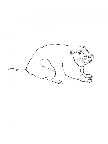 Gopher coloring pages
