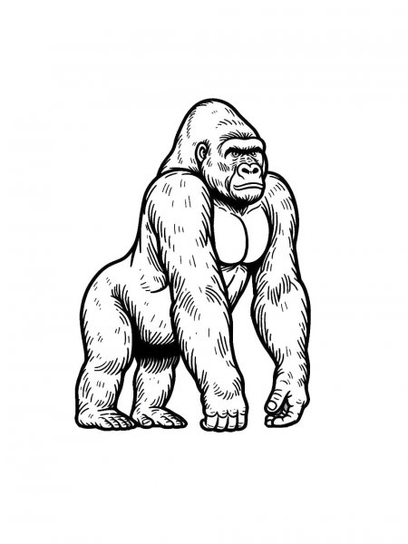 Gorilla Coloring Pages (Free Printables for Kids)