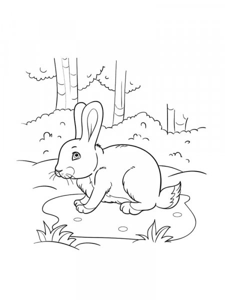 Hare coloring pages