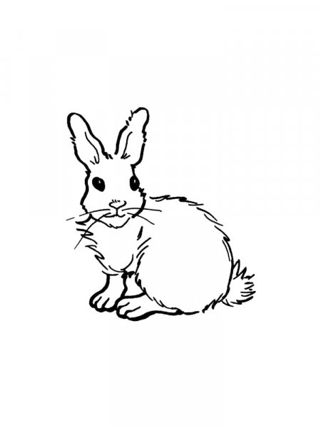Hare coloring pages