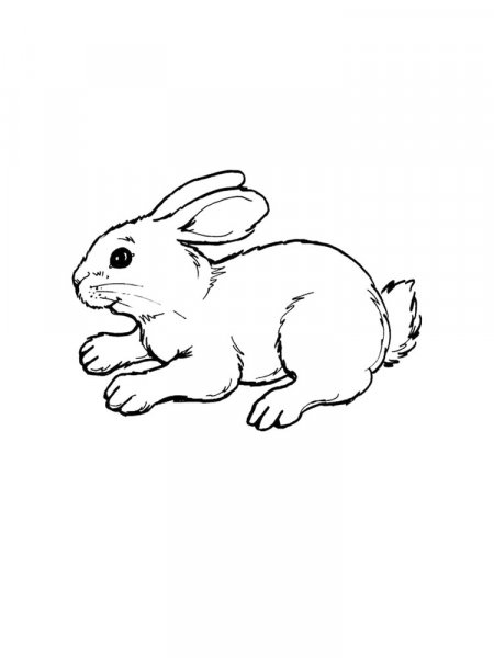Hare coloring pages