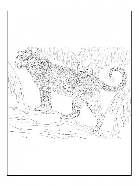 Jaguar coloring pages