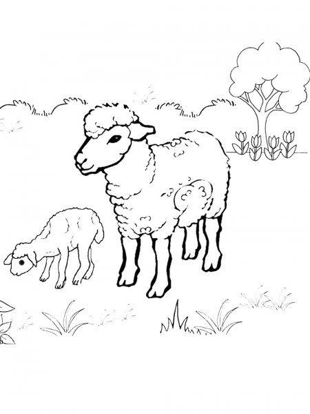 Lamb coloring pages