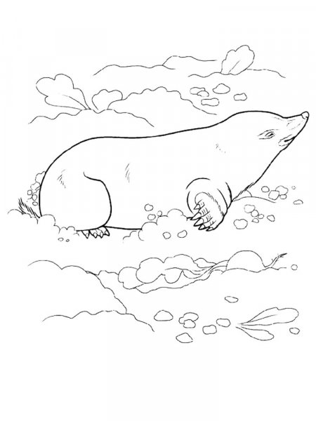 Mole coloring pages