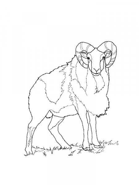Ram coloring pages