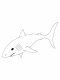 Sharks coloring pages. Download and print sharks coloring pages