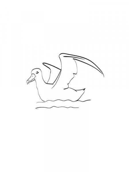Albatross coloring pages. Download and print Albatross coloring pages