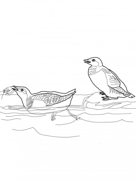 Auk coloring pages