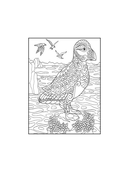Auk coloring pages