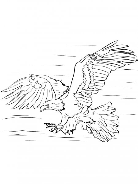 Bald Eagle coloring pages