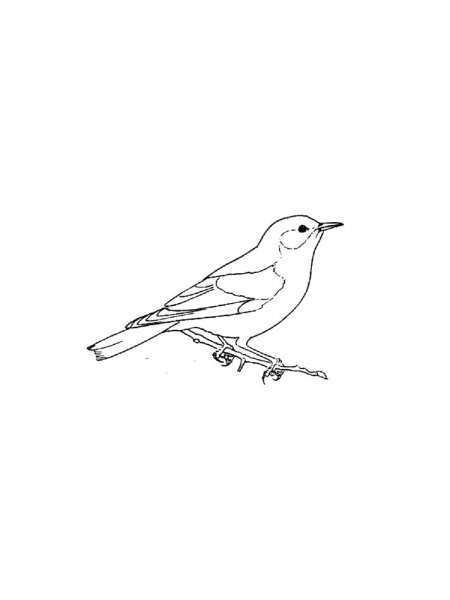 Bluebird coloring pages
