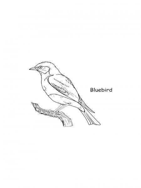 Bluebird coloring pages