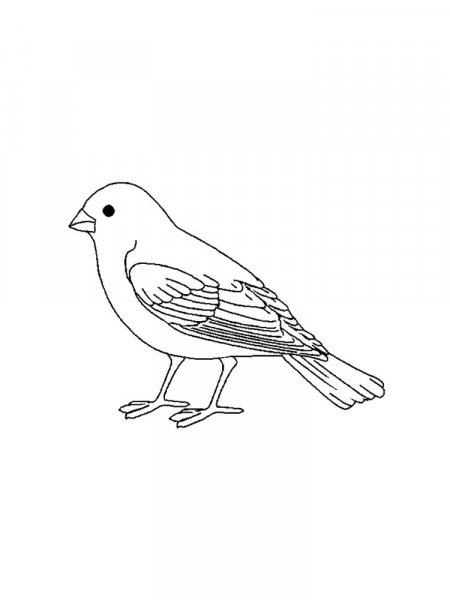 Canary coloring pages