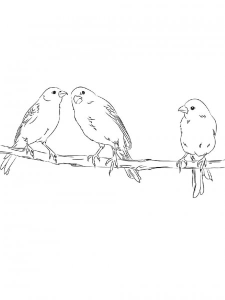 Canary coloring pages