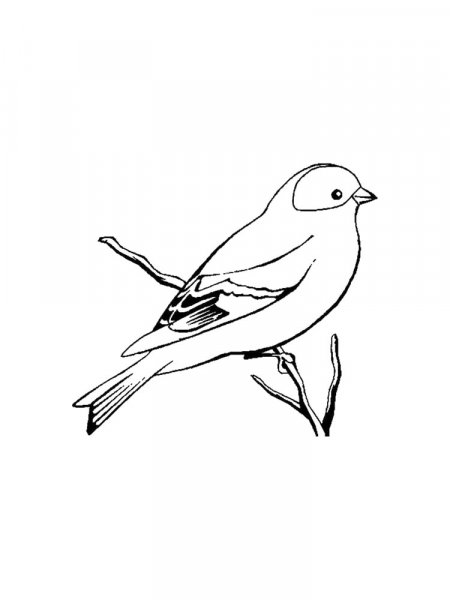 Canary coloring pages
