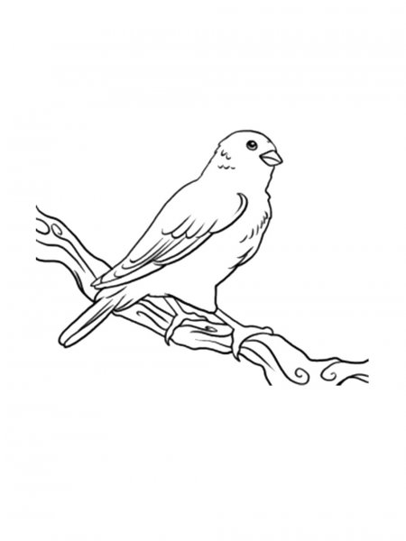Canary coloring pages