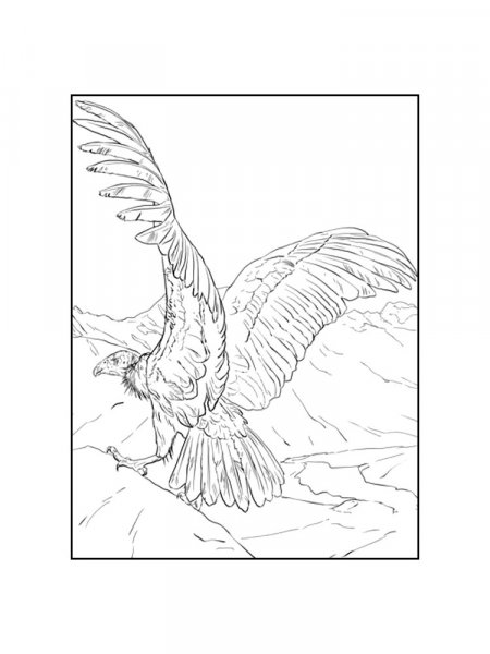 Condor coloring pages