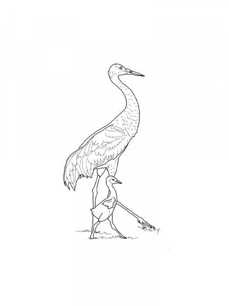 Crane coloring pages