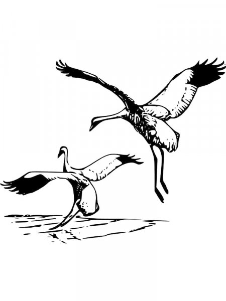 Crane coloring pages