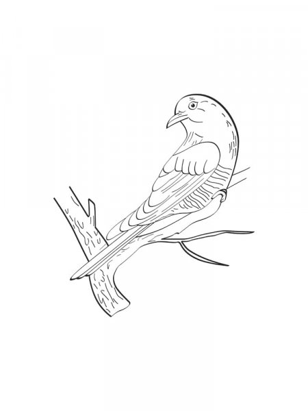 Cuckoo coloring pages