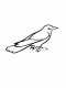 Cuckoo coloring pages