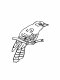 Cuckoo coloring pages