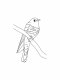 Cuckoo coloring pages