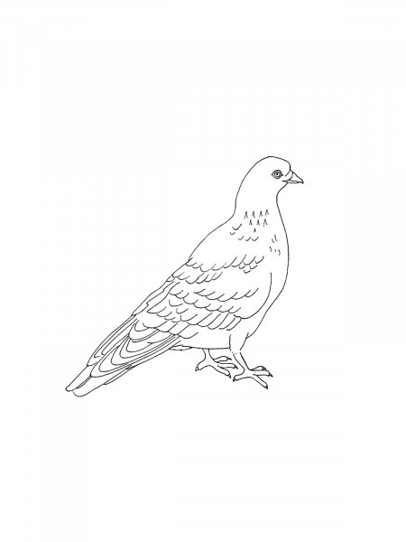 Dove coloring pages
