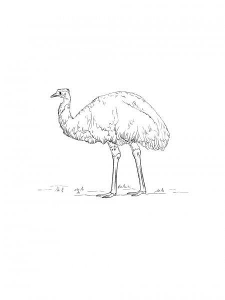 Emu coloring pages
