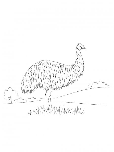 Emu coloring pages