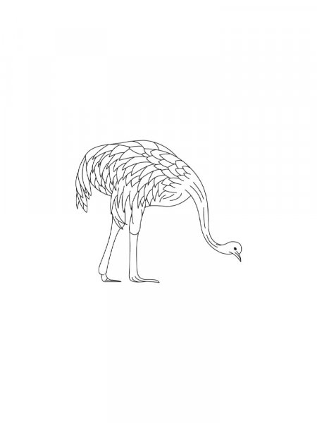 Emu coloring pages