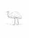 Emu coloring pages