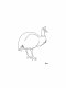 Emu coloring pages